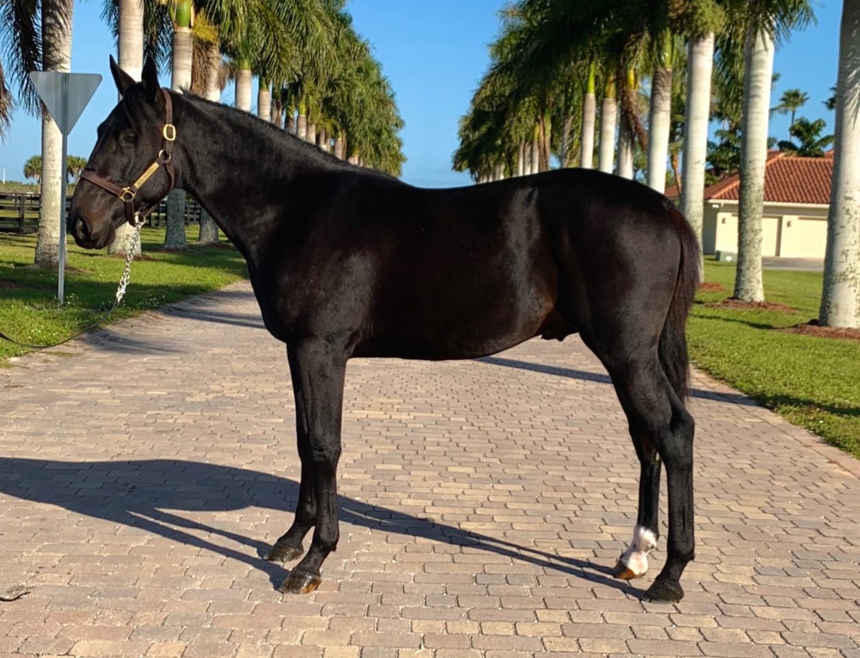 Googoo Gaagaa – World Trot